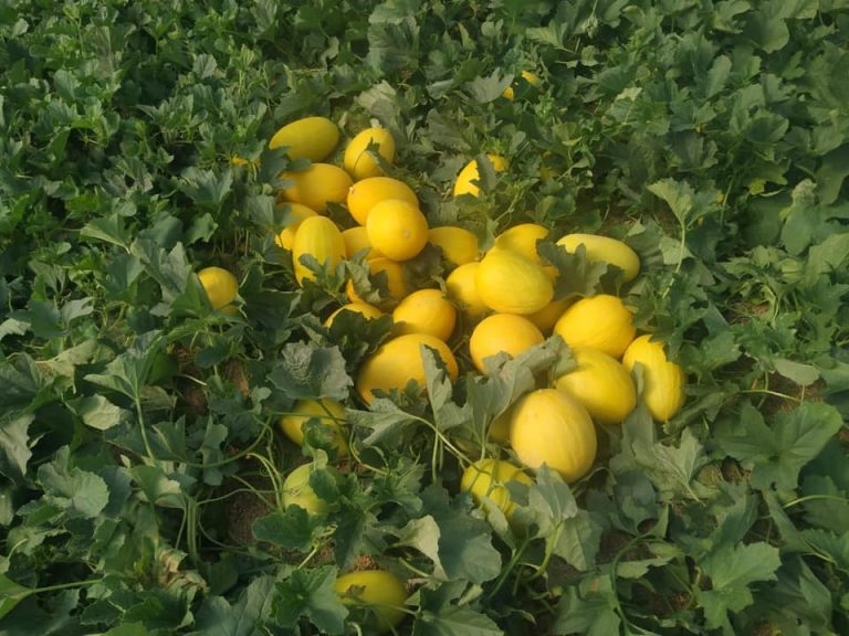 Melonar - Agroargentum
